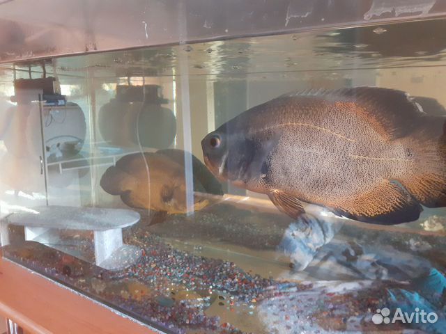 Астронотусы