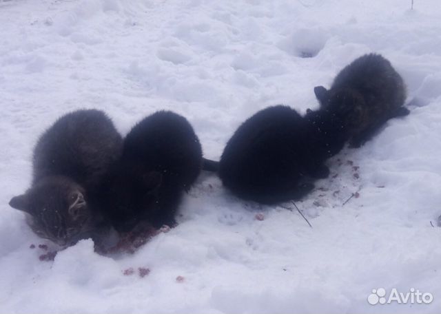 Котята