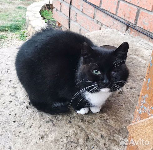 Бездомная кошечка ищет хозяев