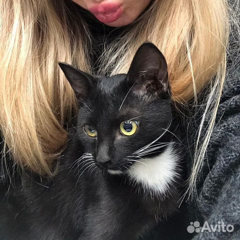 Котик Томми
