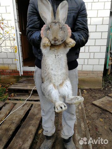 Кролик смесь фландера с великаном. Очень активный