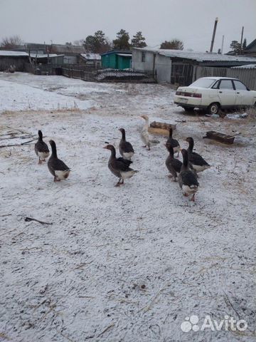 Гуси живой, тушка, Индюки семья, утки