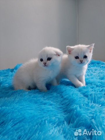 Шотландкие котятки