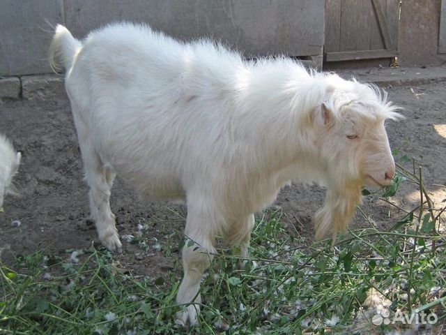 Продается козлик