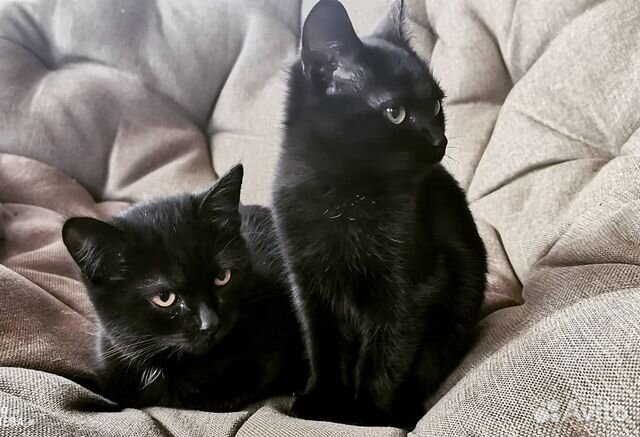 Подарю котят