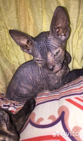 Продам донского сфинкса