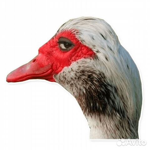 Продаётся домашняя птица