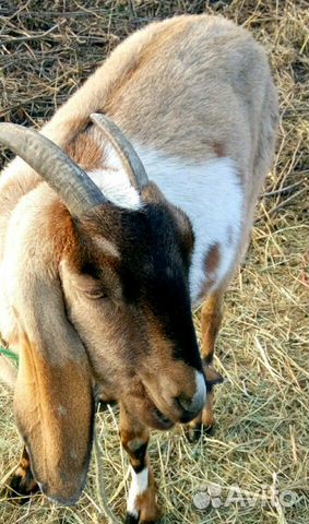 Коза нубийка