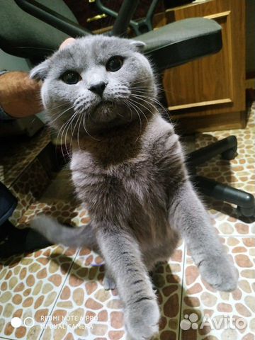 Отдам вислоухая британка