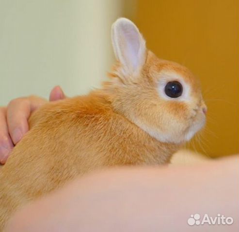 Зайка на праздник