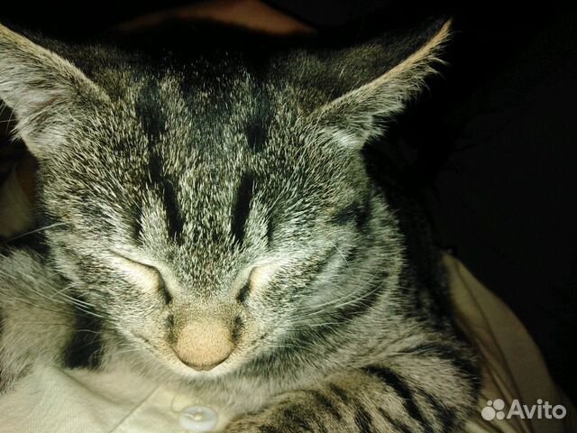 Котёнок