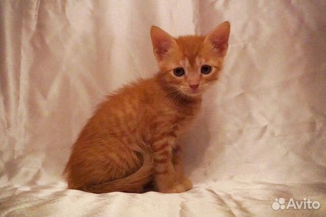 Милые котята от домашней кошки в заботливые руки