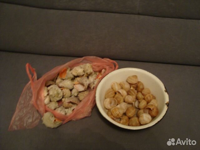 Ракушки