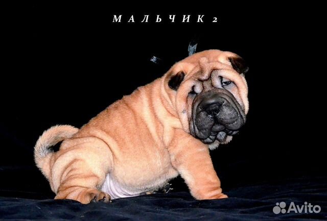 Рыжее Счастье в ваш дом