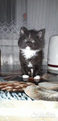 Пушистые очаровательные котята в дар 2 мес