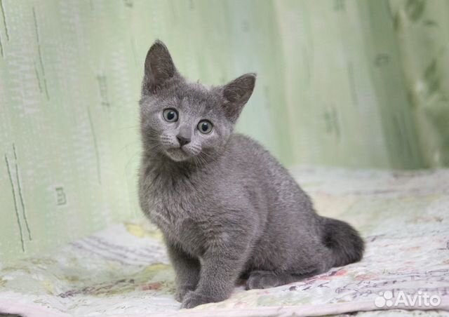 Русская голубая принцесса к Новому году