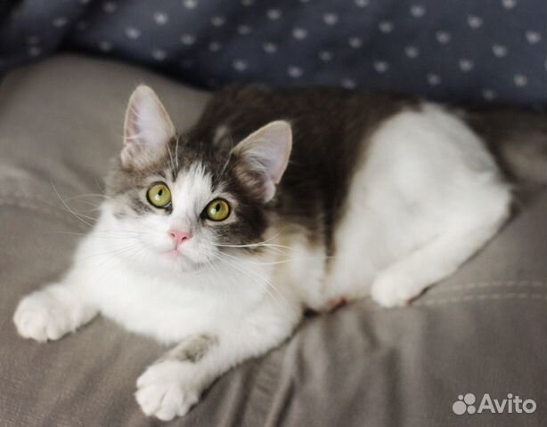 Малышка Элли ищет дом