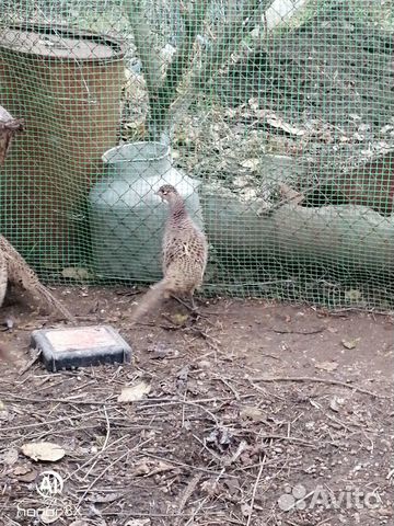 Фазаны охотничьи, утки дикие