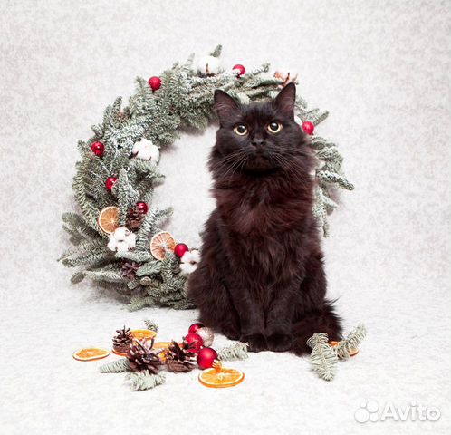 Ночка ищет свою семью