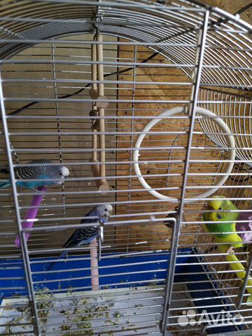 Попугаи 3 шт с клеткой