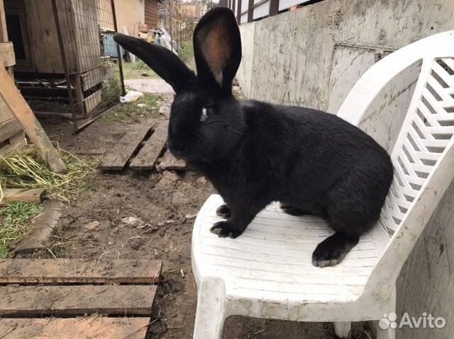 Фландр самцы 7месяцев