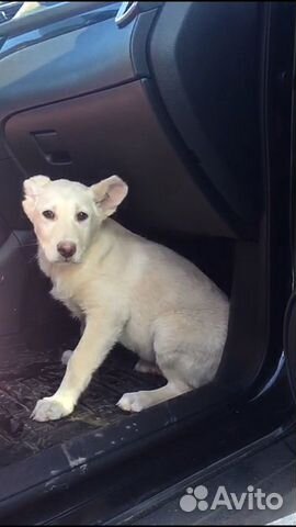 Щенок 3,5 мес. Мальчик