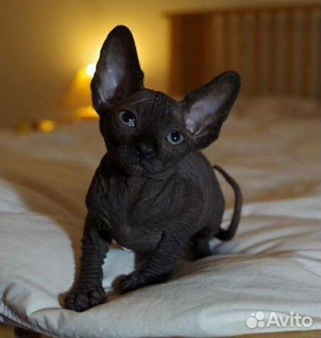 Котенок сфинкса