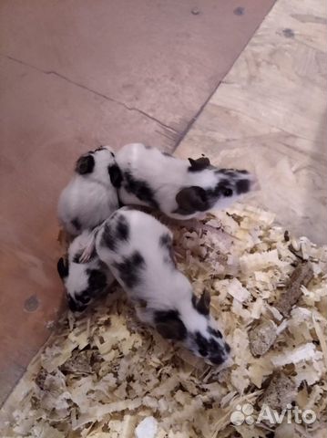 Мыши-долматинцы