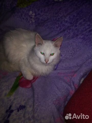 Турецкая ангора помесь