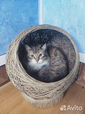 Кошка Шеба ищет дом