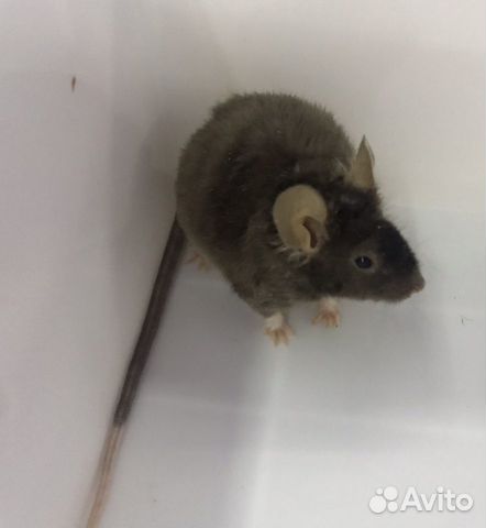 Декоративный мышонок