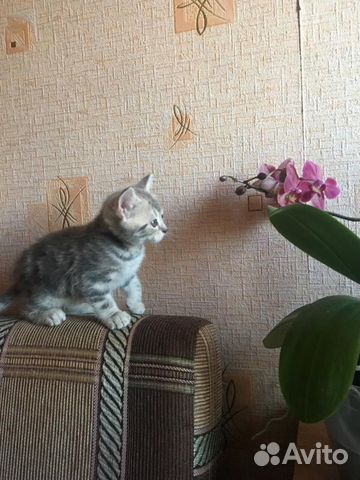 Котята шотландские