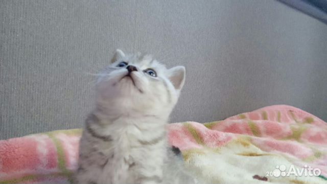 Британская девчуля