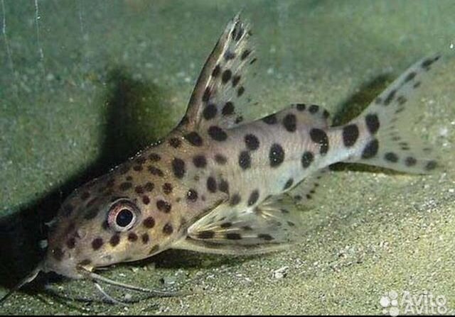 Сомик синодонтис