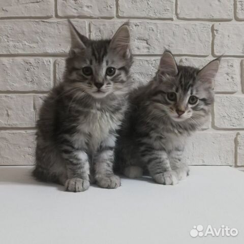 Уникальные курильские бобтейлы