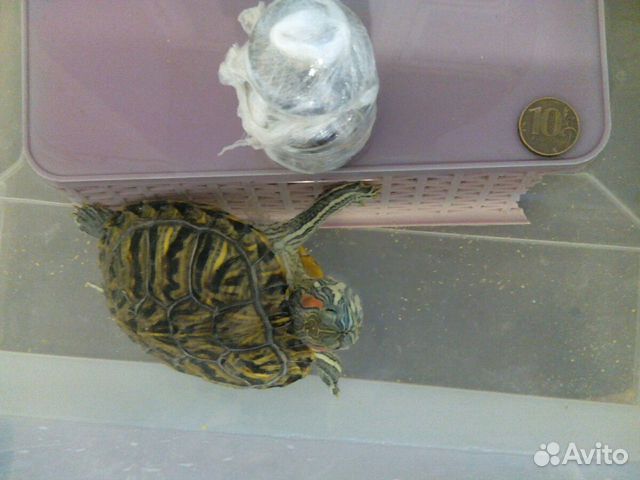 Черепаха красноухая