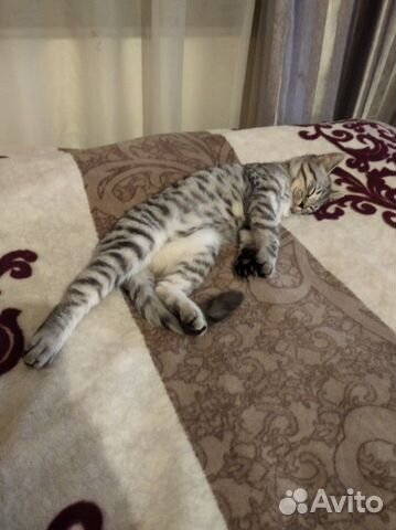 Кошечка шотландка