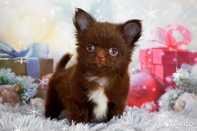 Красавчик Ерофей