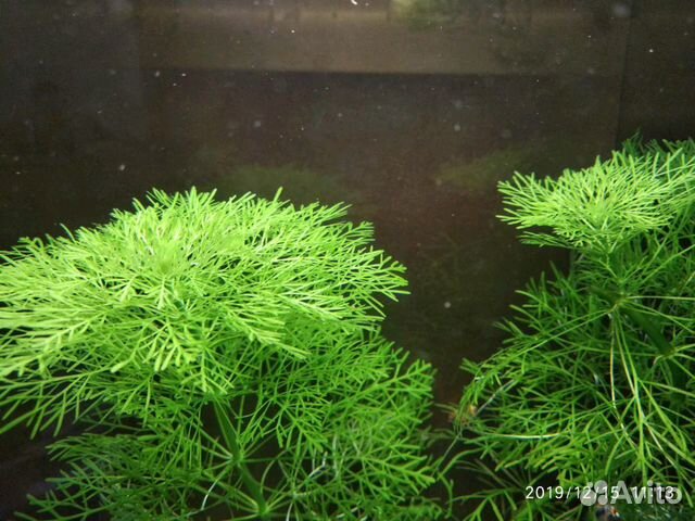 Аквариумные растения