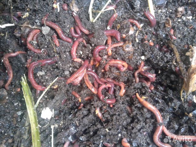 Черви (красный калифорнийский)