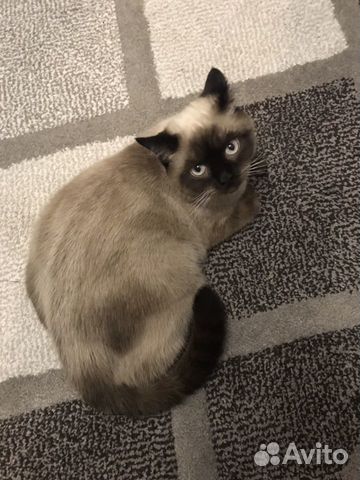 Отдам кота в хорошие руки Котёнок по имени «Гав» п