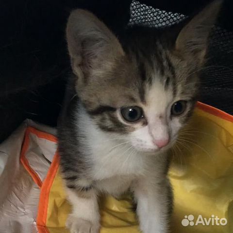 Котенок в добрые ладошки