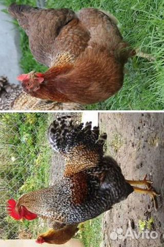 Птица на племя