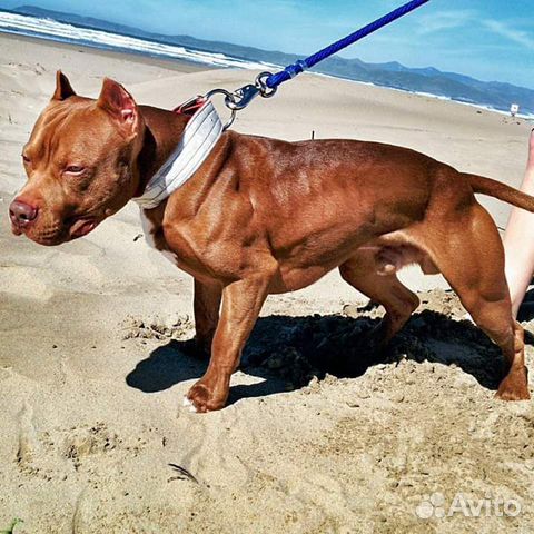 Щенки американского питбультерьера