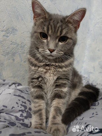 Молодой котик (котенок)