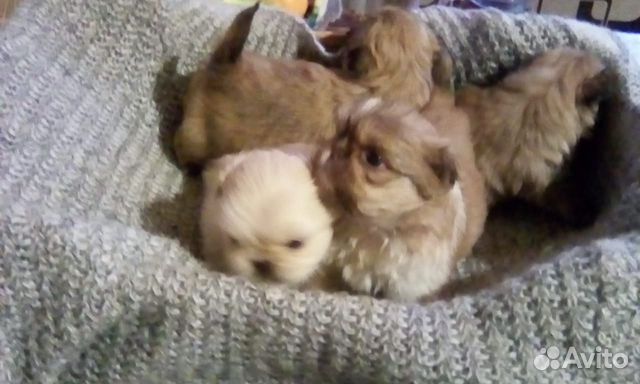 Продаются щенки пикенесов