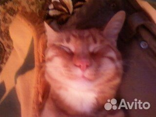 Кот
