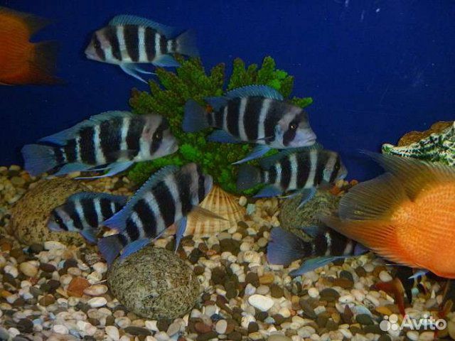 Фронтозы и другие