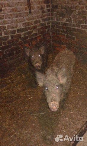 Дикие свини