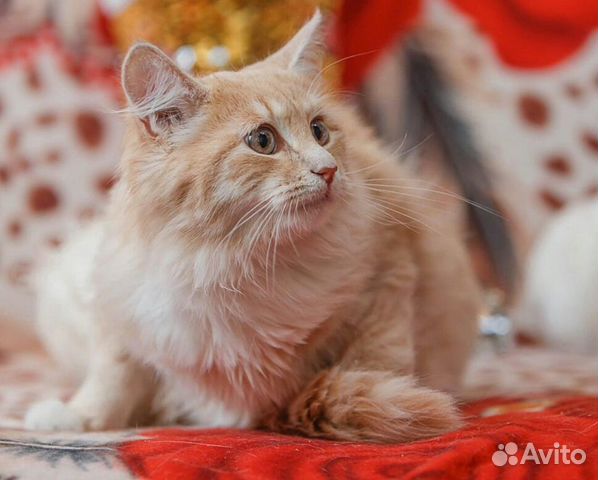 Сладкий Персик